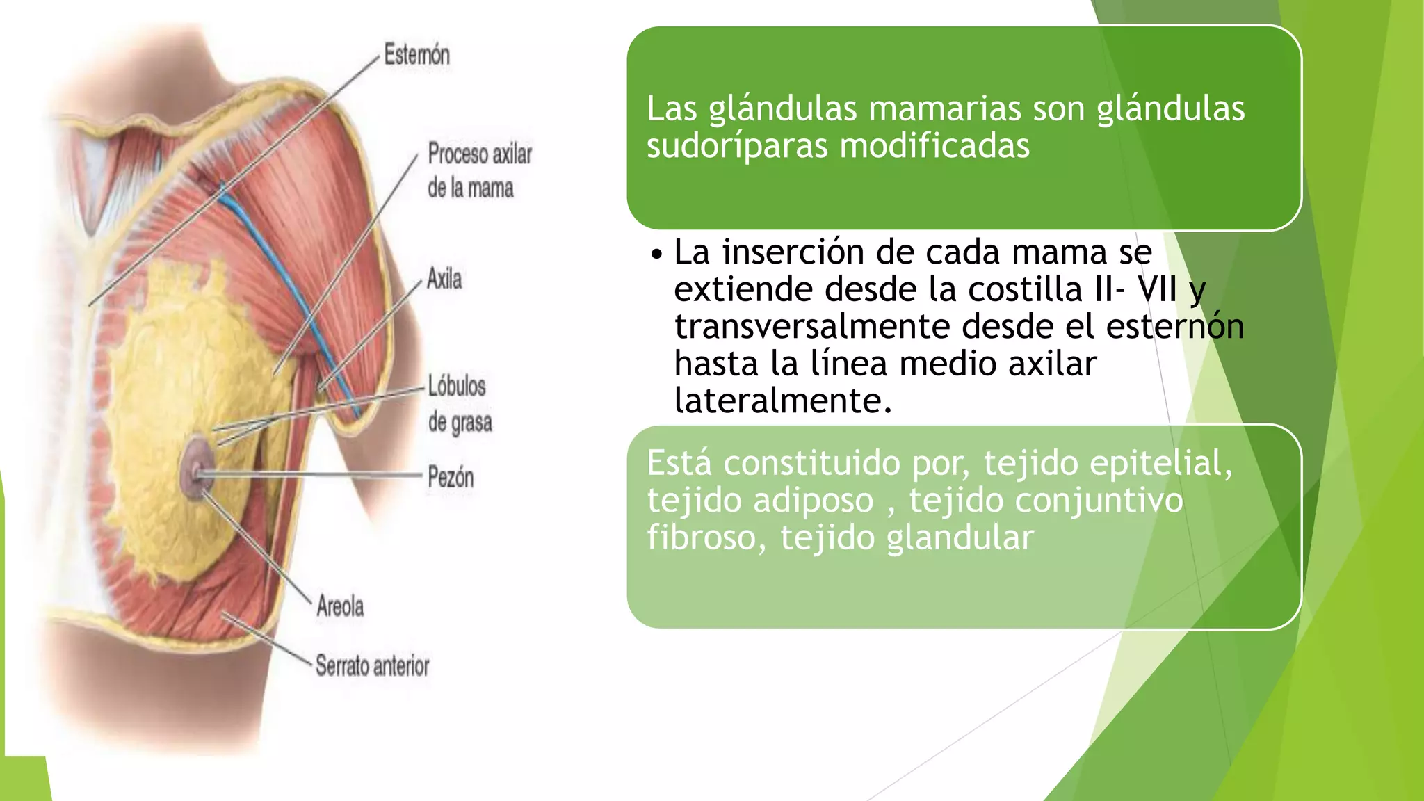 ANATOMIA_DE_MAMA.pptx