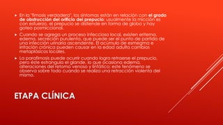 Fimosis | PPTX