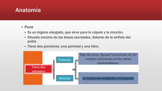 Fimosis en población pediátrica. | PPTX
