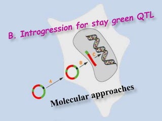 Genetic manipulation of stay-green traits for croop imporvement | PPTX