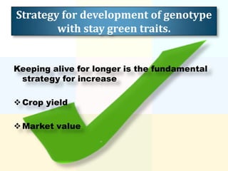 Genetic manipulation of stay-green traits for croop imporvement | PPTX