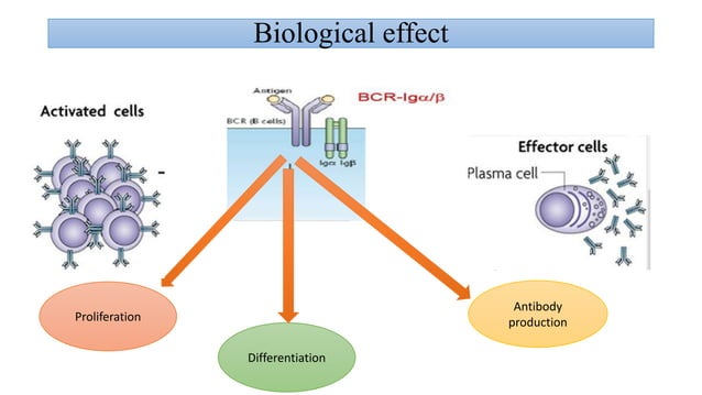 BCR | PPTX | Endocrine and Metabolic Diseases | Diseases and Conditions