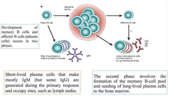 BCR | PPTX | Endocrine and Metabolic Diseases | Diseases and Conditions