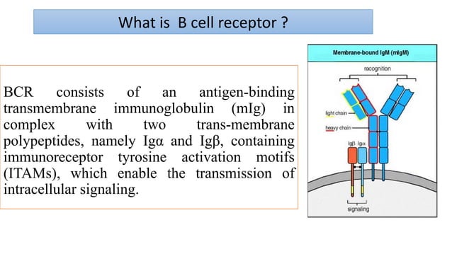 BCR | PPTX | Endocrine and Metabolic Diseases | Diseases and Conditions