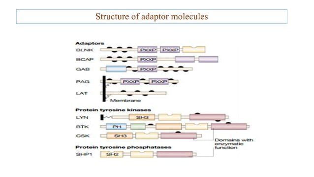 BCR | PPTX | Endocrine and Metabolic Diseases | Diseases and Conditions