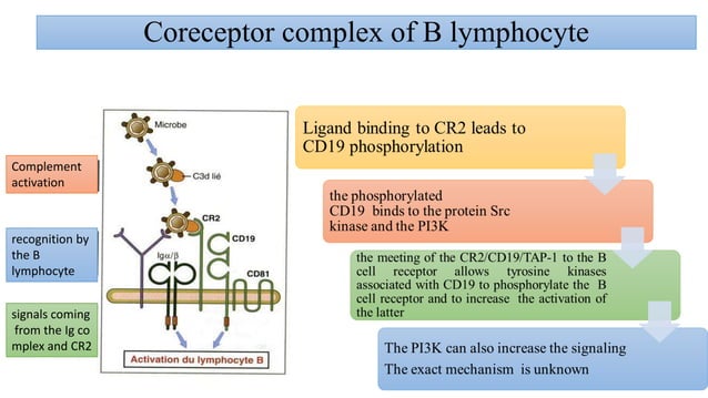 BCR | PPTX | Endocrine and Metabolic Diseases | Diseases and Conditions