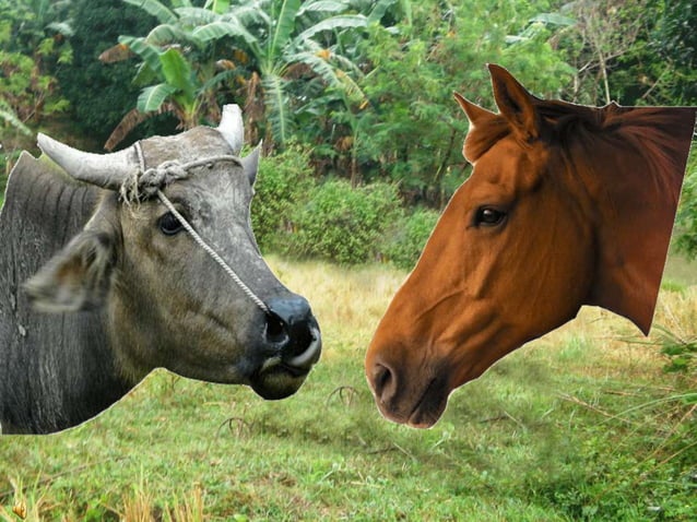 si kabayo at si kalabaw-try lang | PPTX