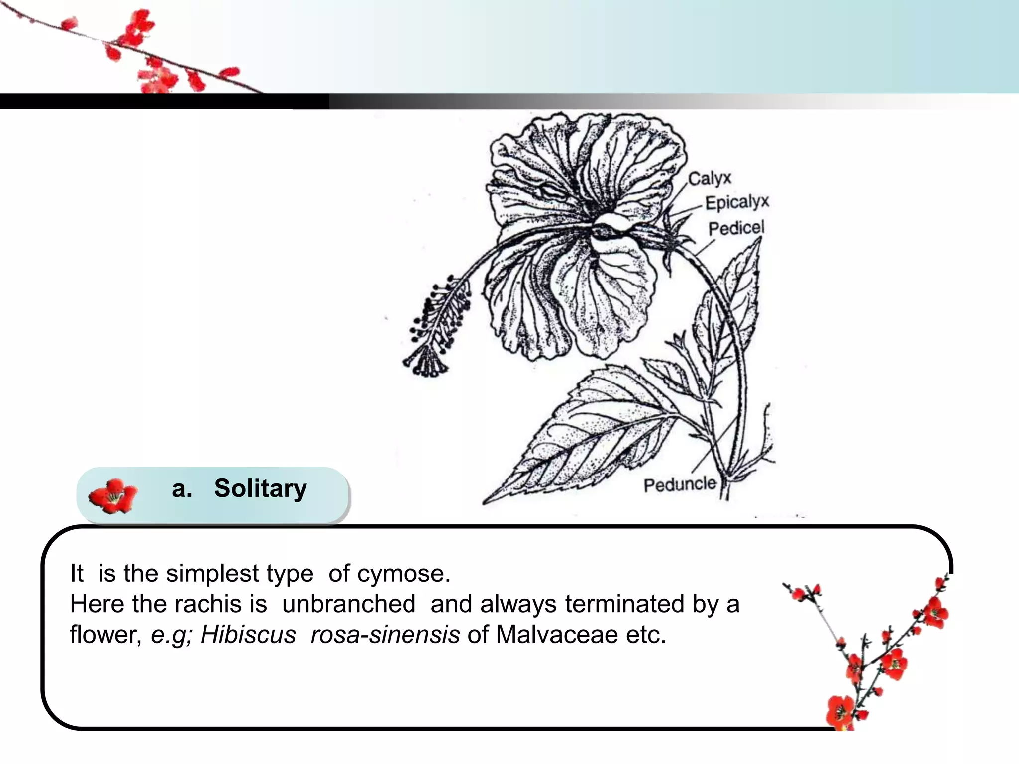 Inflorescence | PPTX
