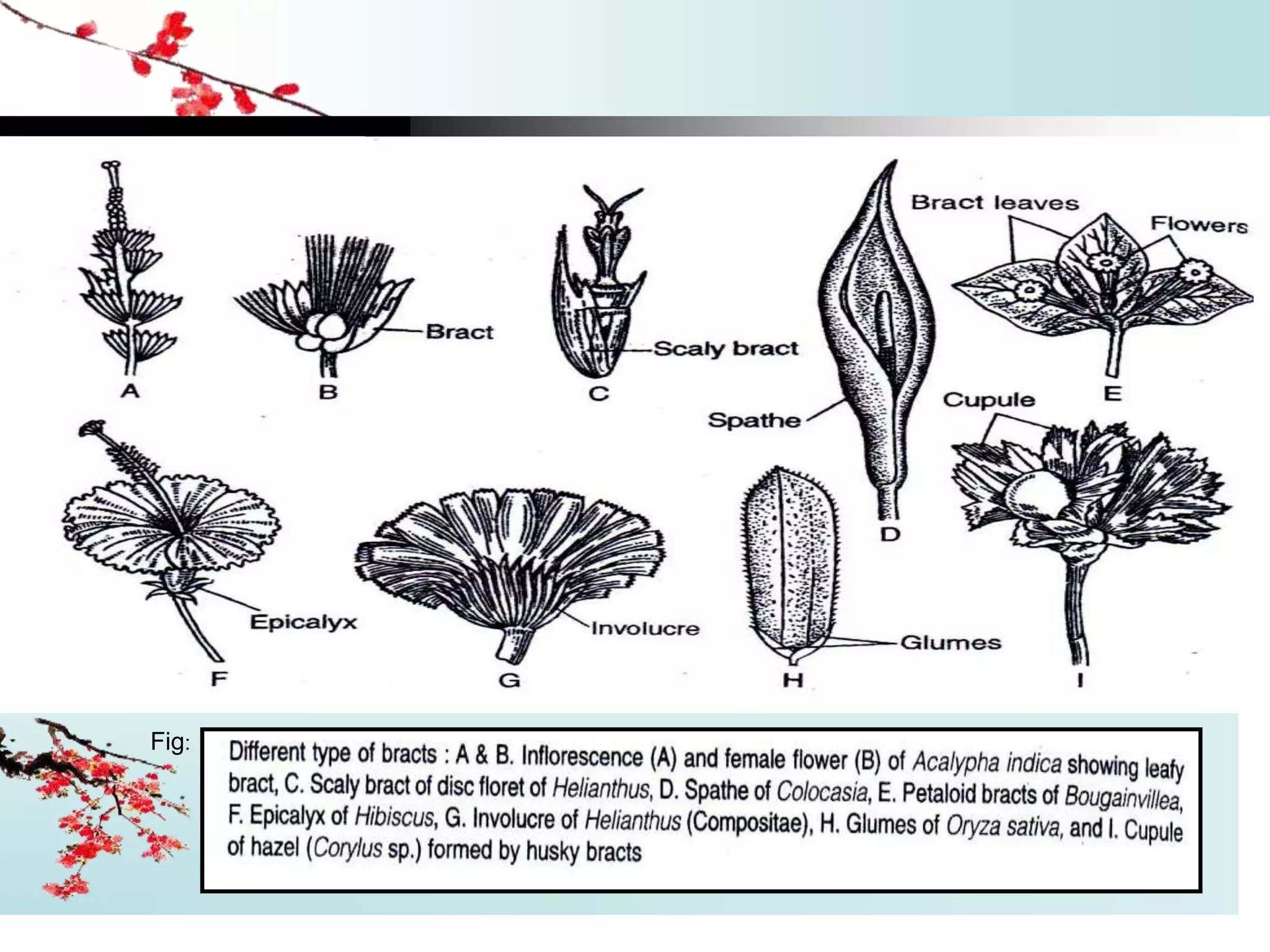 Inflorescence | PPTX