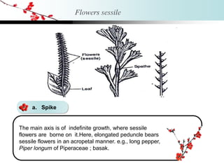 Inflorescence | PPTX
