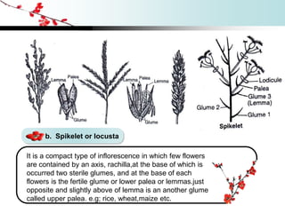 Inflorescence | PPTX