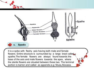 Inflorescence | PPTX