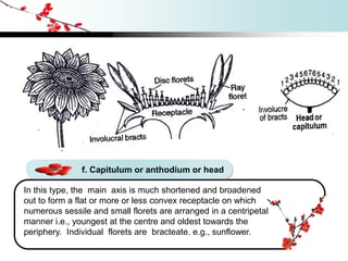 Inflorescence | PPTX