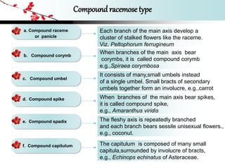 Inflorescence | PPTX