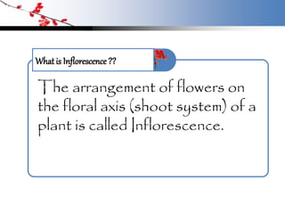 Inflorescence | PPTX