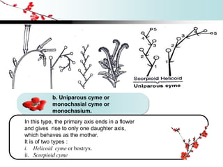 Inflorescence | PPTX