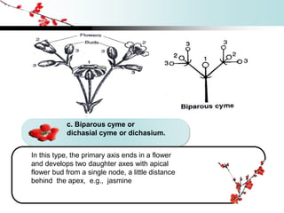 Inflorescence | PPTX