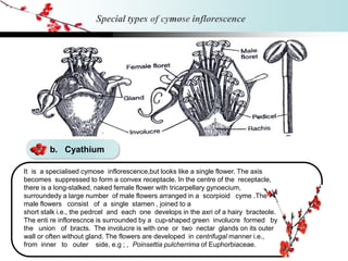 Inflorescence | PPTX