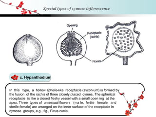 Inflorescence | PPTX