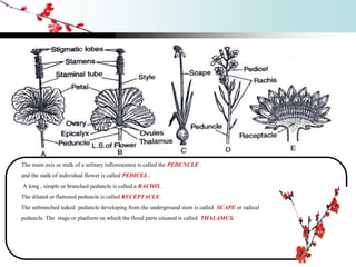 Inflorescence | PPTX