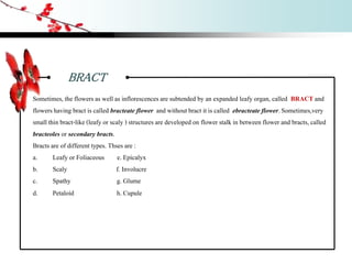 Inflorescence | PPTX