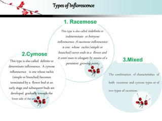Inflorescence | PPTX
