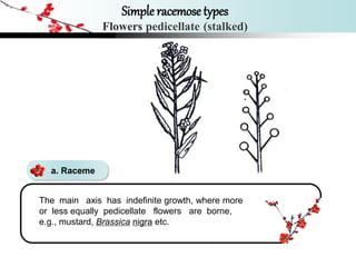 Inflorescence | PPTX