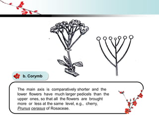 Inflorescence | PPTX