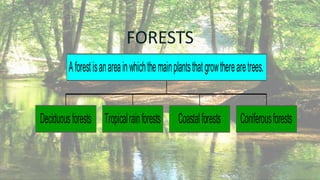 forest ecosystem | PPTX