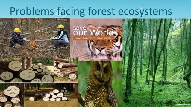forest ecosystem | PPTX
