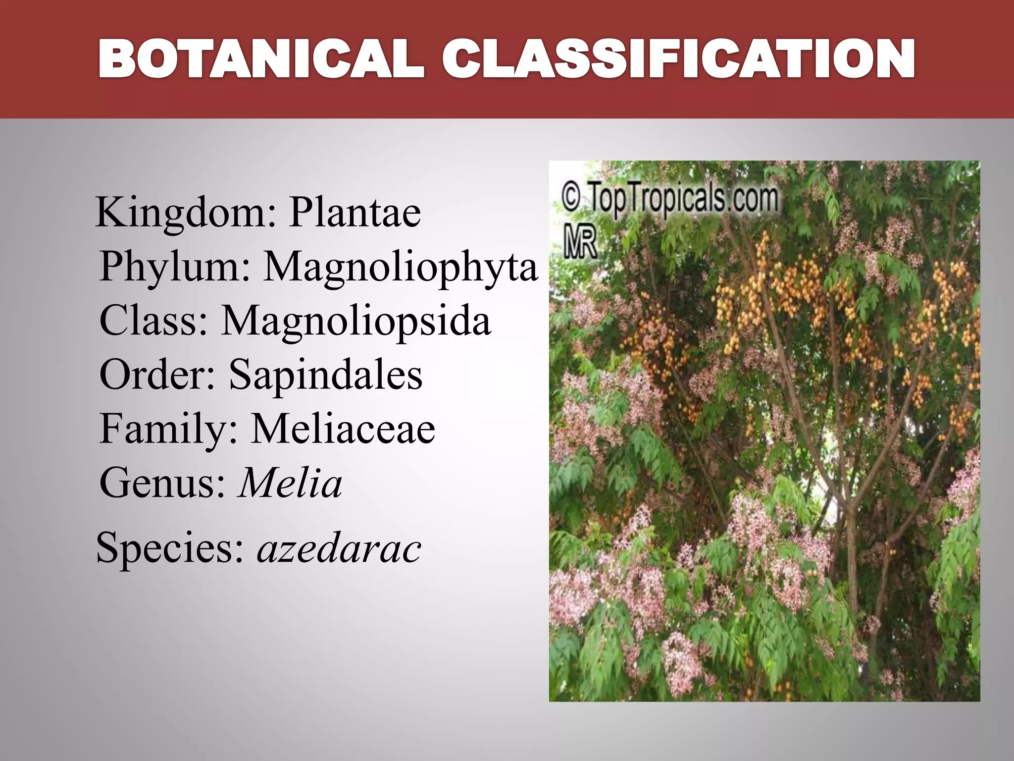 immunomodulation | PPTX