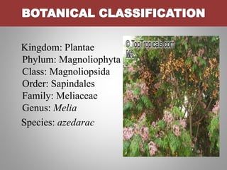 immunomodulation | PPT