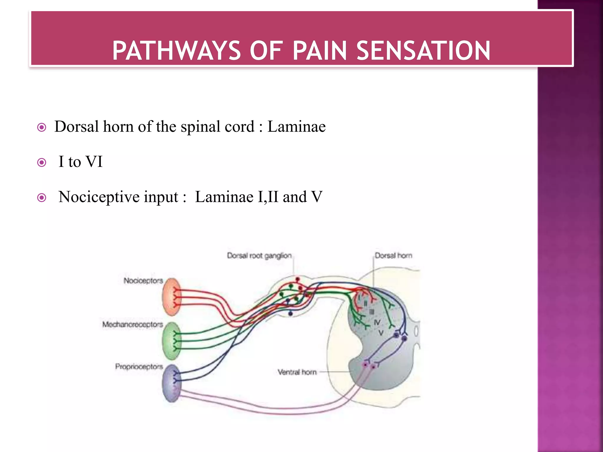 Pain pathways | PPTX