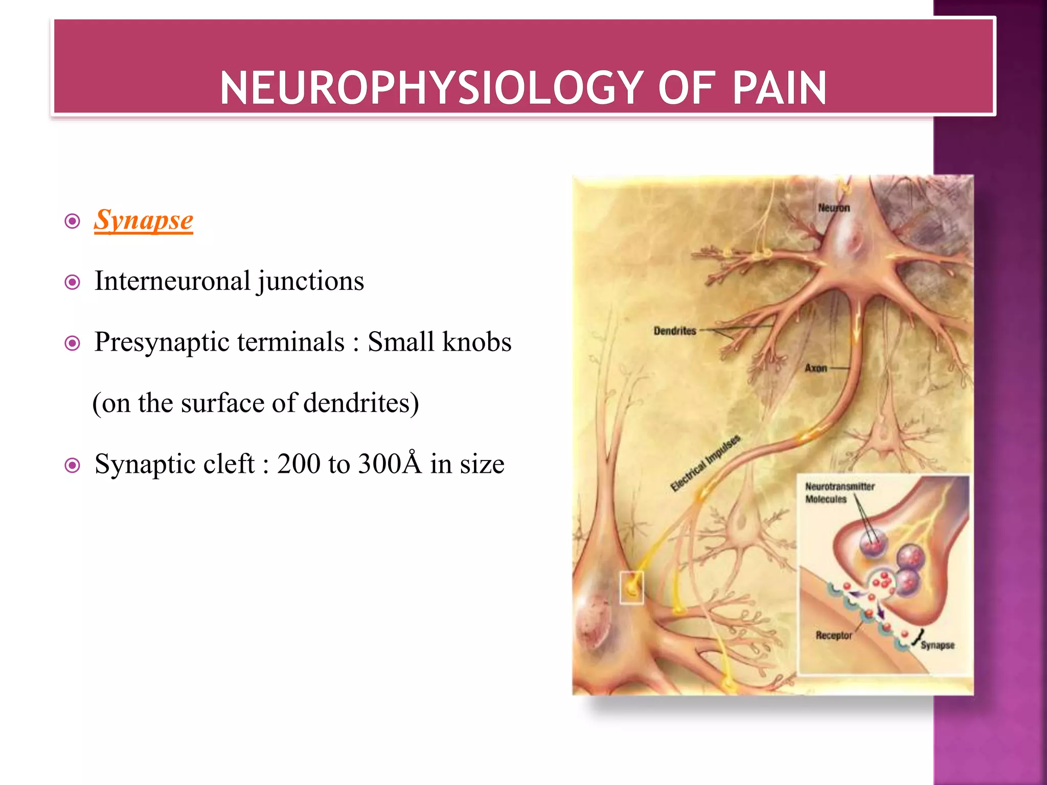 Pain pathways | PPTX