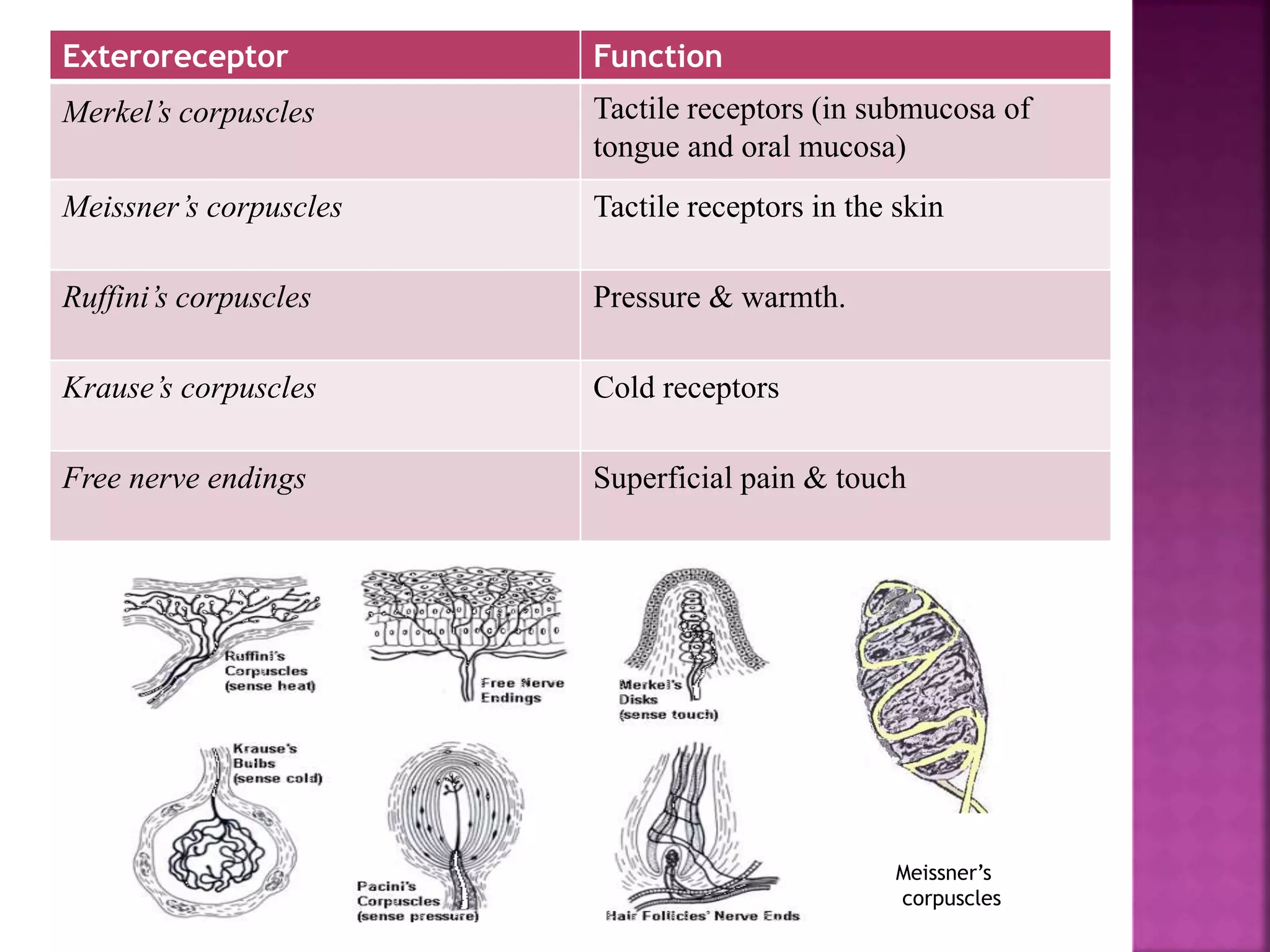 Pain pathways | PPTX