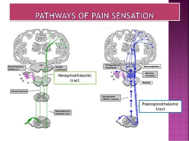 Pain pathways