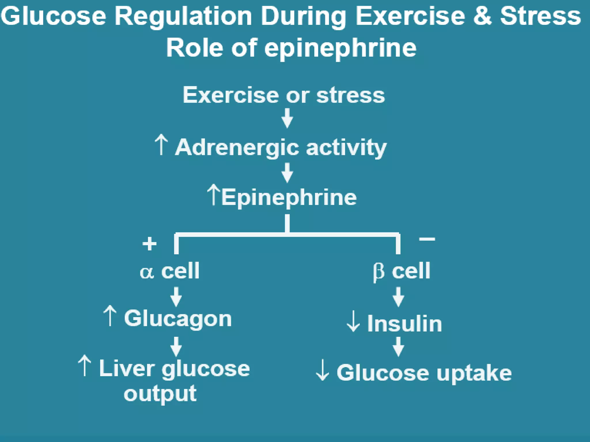 Regulation of blood glucose | PPTX