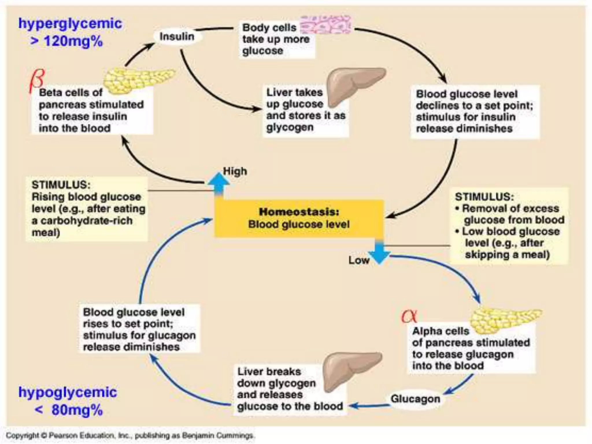 Regulation of blood glucose | PPTX
