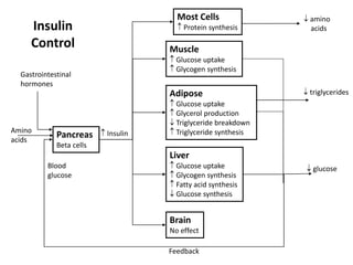 Regulation of blood glucose | PPTX