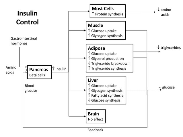 Regulation of blood glucose | PPTX