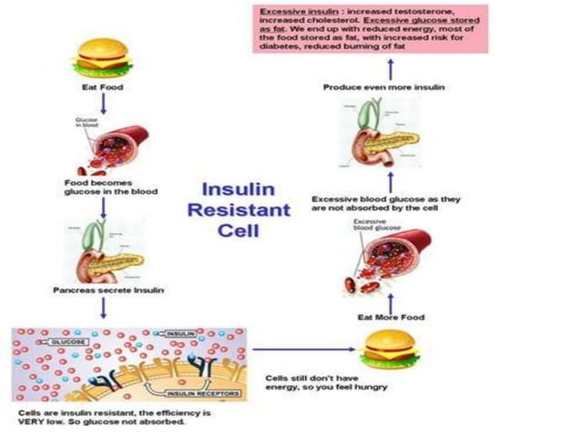 Regulation of blood glucose | PPTX