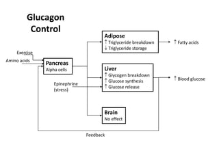 Regulation of blood glucose | PPTX