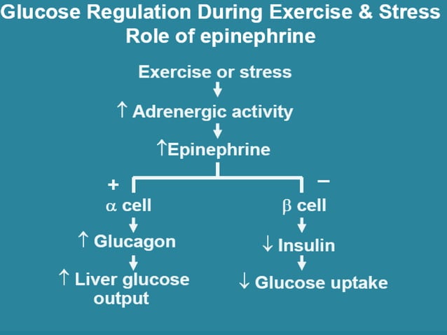 Regulation of blood glucose | PPTX