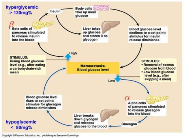 Regulation of blood glucose | PPTX
