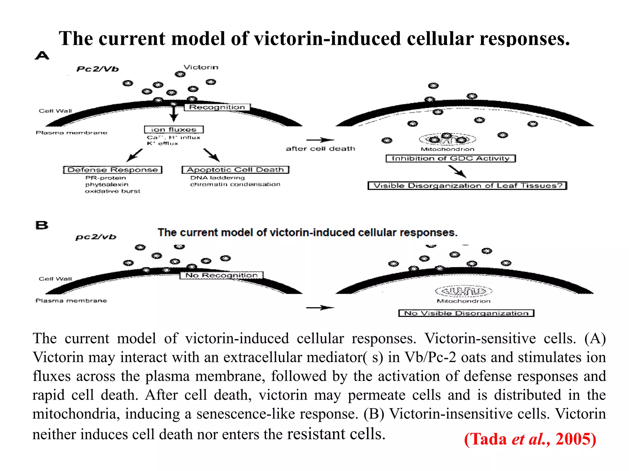 Role of Toxins in Plant Pathogenesis | PPT