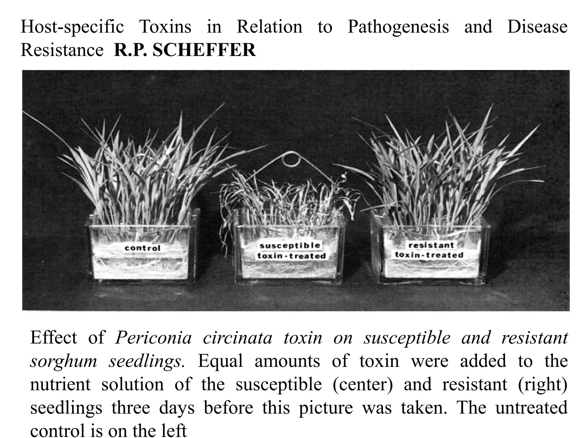 Role of Toxins in Plant Pathogenesis | PPT