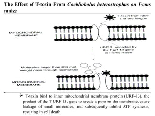Role of Toxins in Plant Pathogenesis | PPT