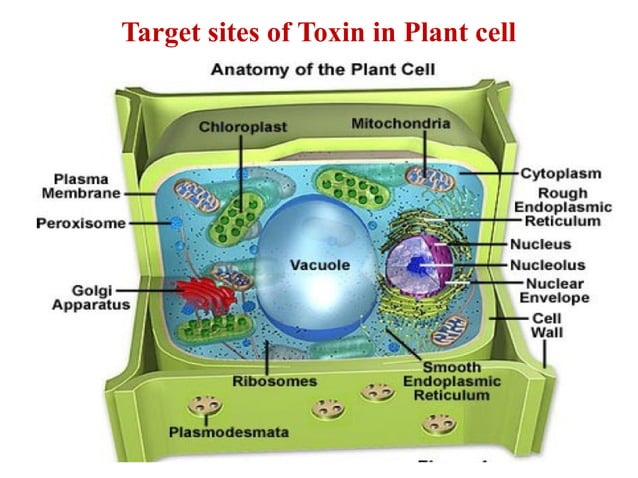 Role of Toxins in Plant Pathogenesis | PPT