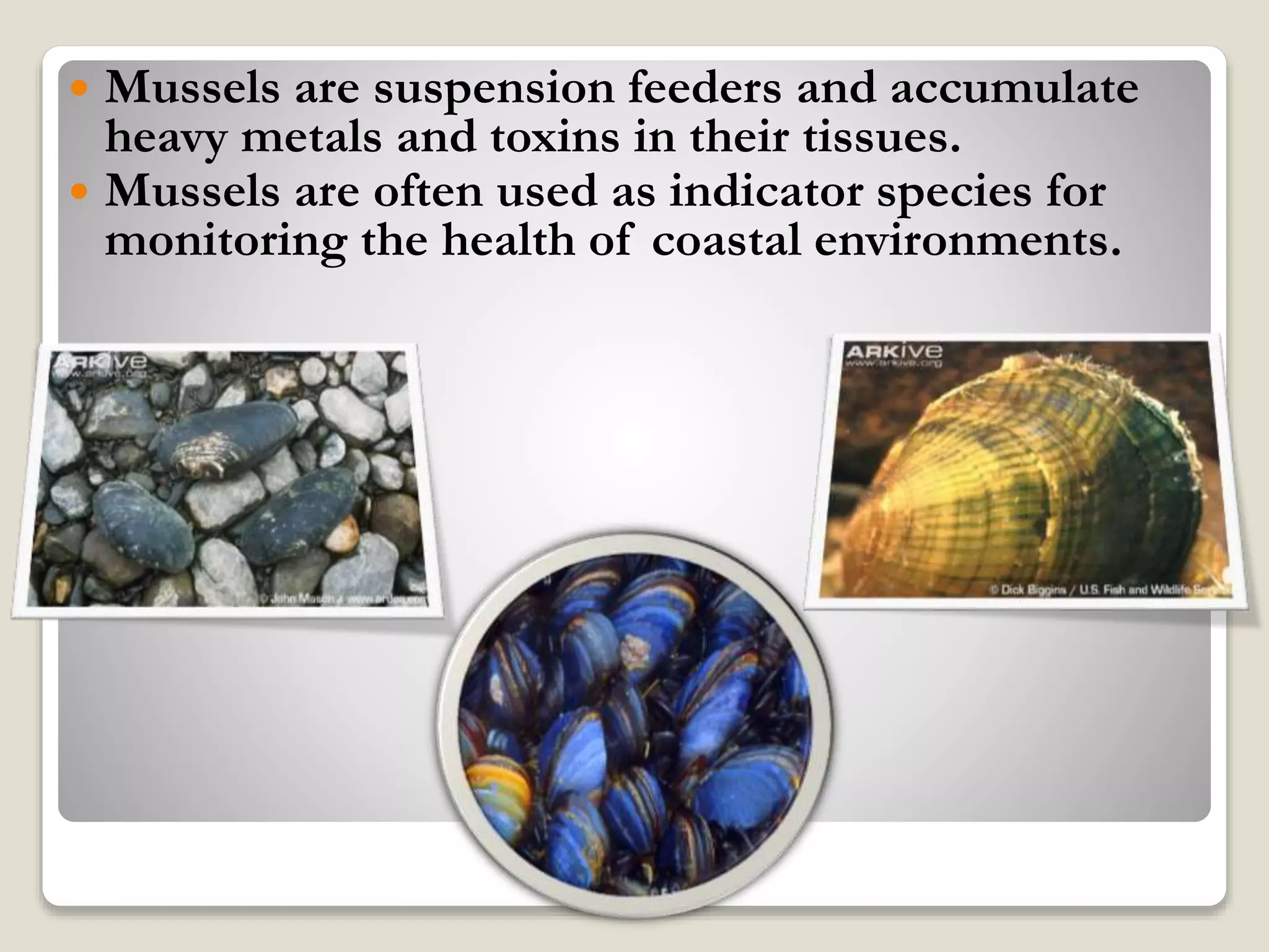 Ecological indicator( Bio indicator) | PPTX