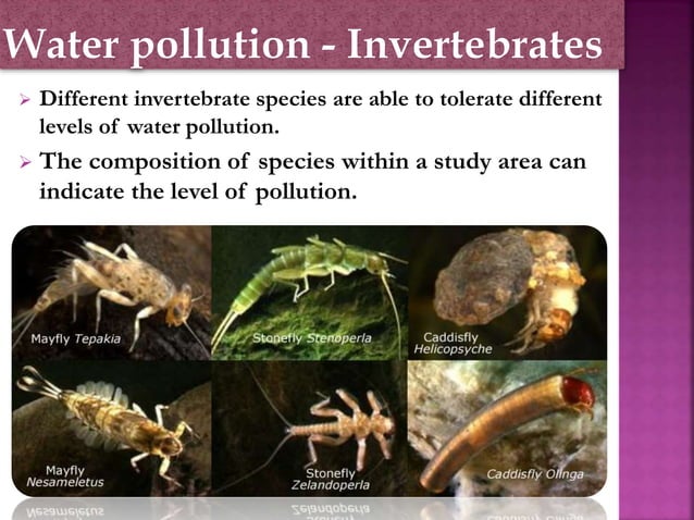 Ecological indicator( Bio indicator) | PPTX | Indoor Environmental ...